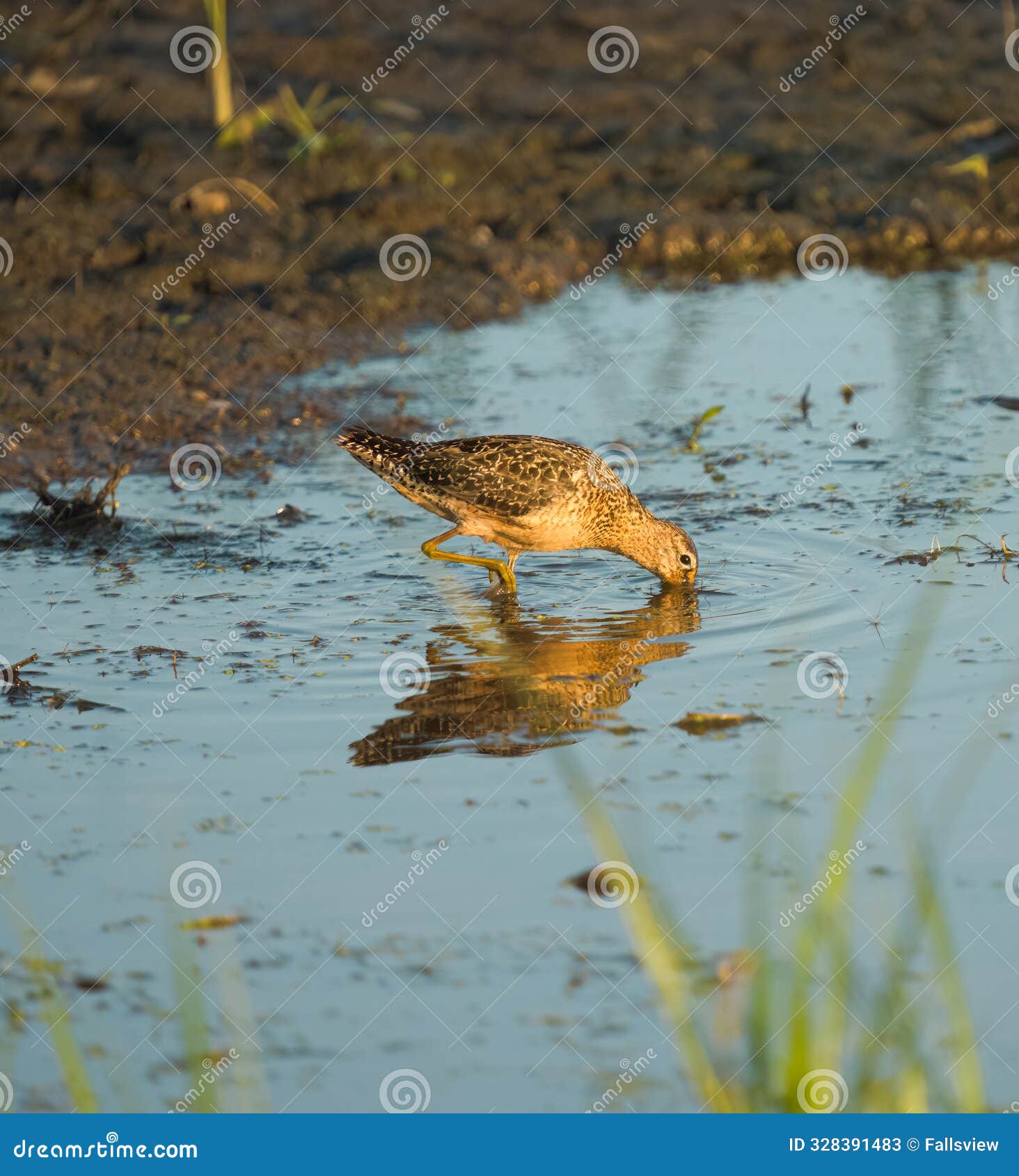 Long-billed Dowitcher Feeding at Mudflat Stock Image - Image of ...