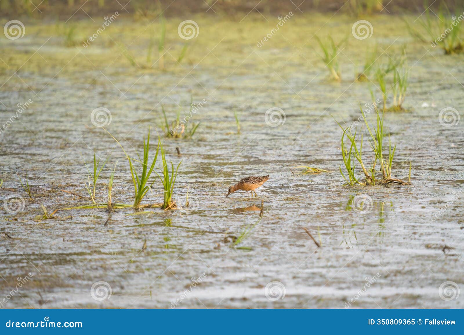 Long-billed Dowitcher Feeding at Mudflat Stock Image - Image of animal ...