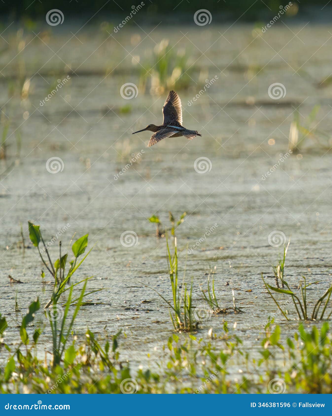 Long-billed Dowitcher Flying at Mudflat Stock Photo - Image of ...