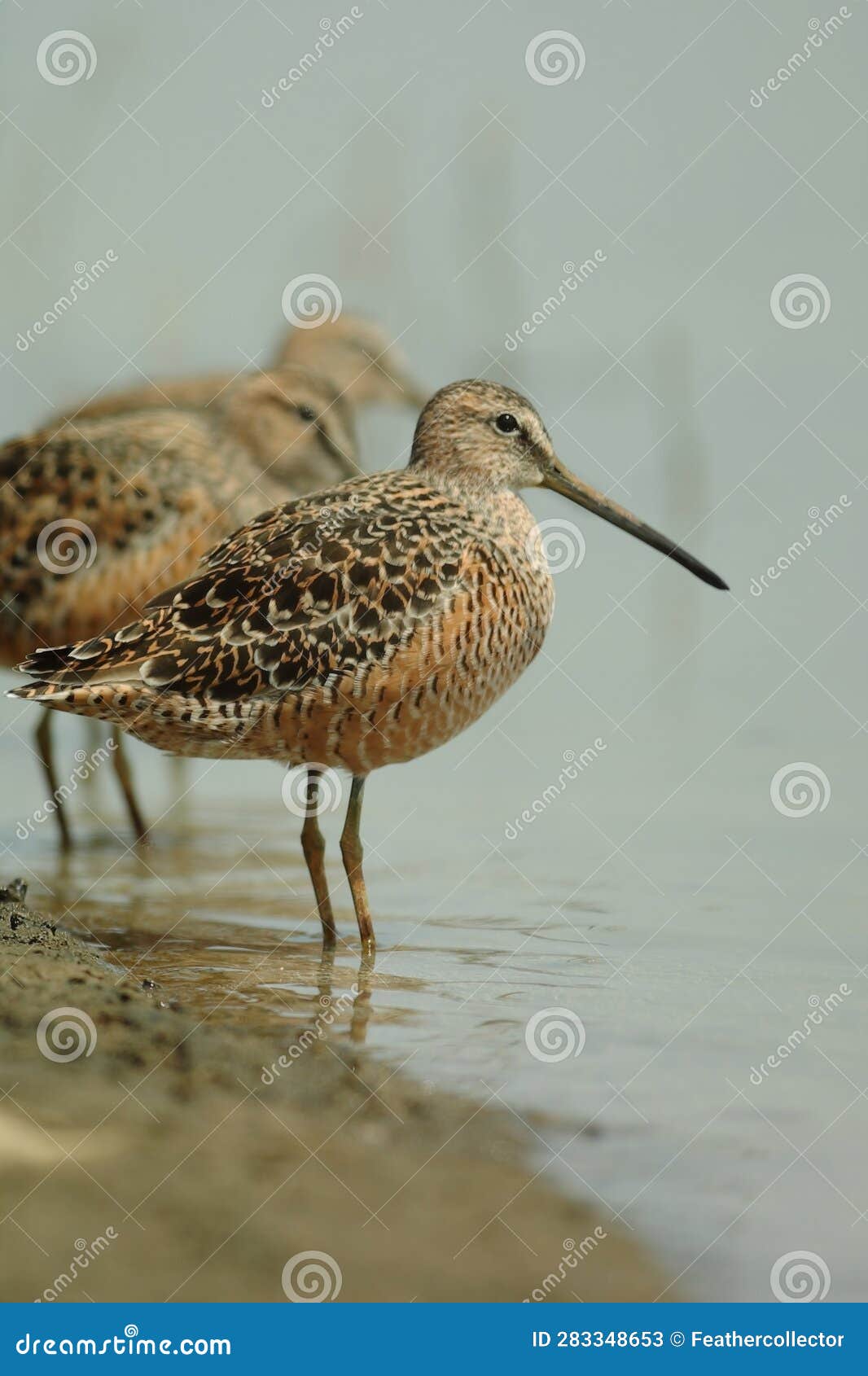 The Long-billed Dowitcher in Japan Stock Image - Image of billed, gull ...