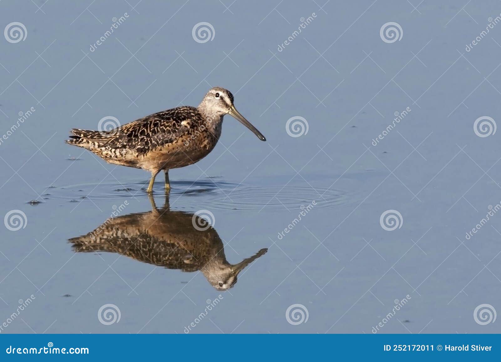 Long-billed Dowitcher, Limnodromus Scolopaceus, Wading in Marsh Stock ...