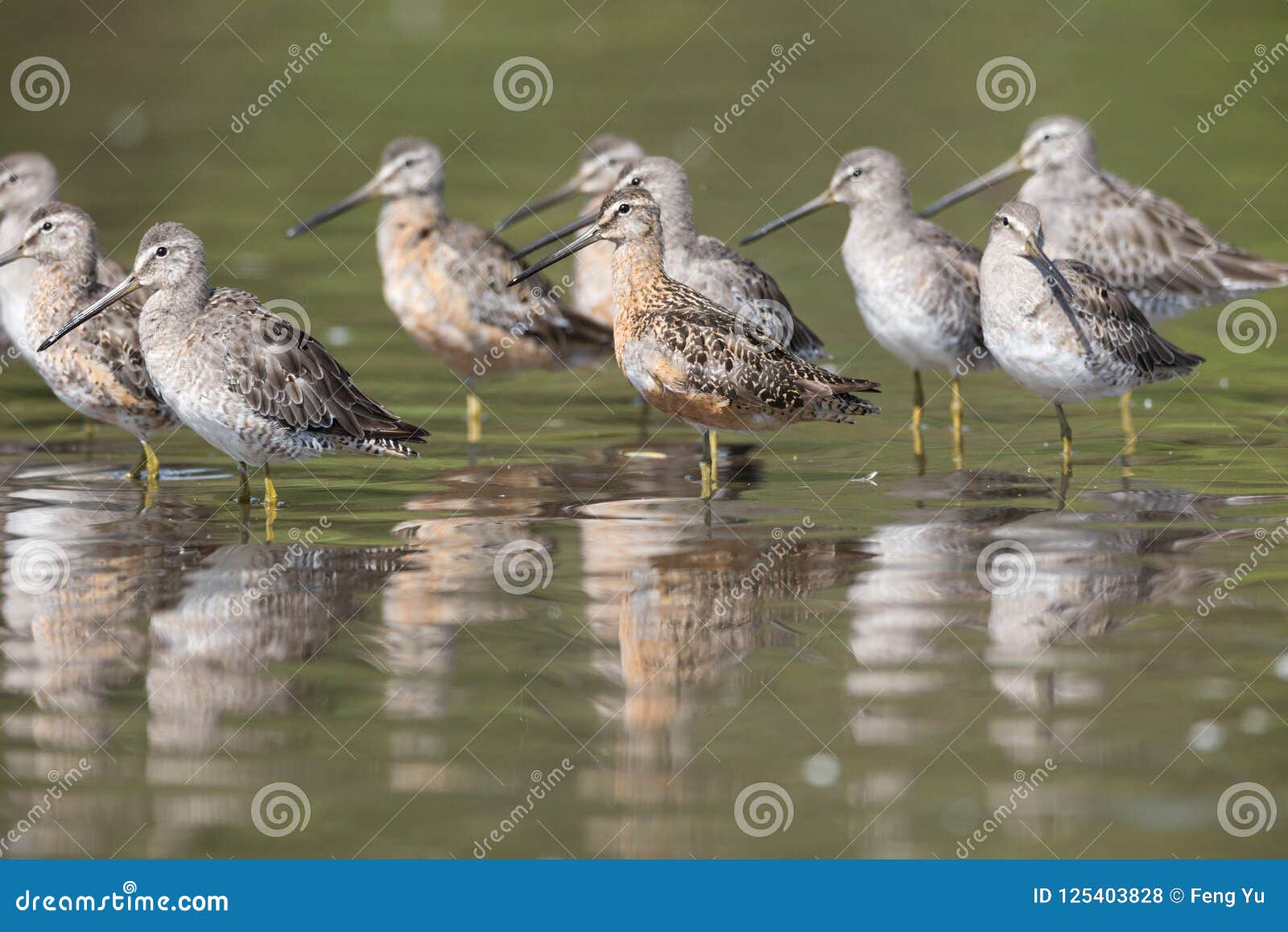Long billed dowitcher stock photo. Image of animal, dowitcher - 125403828