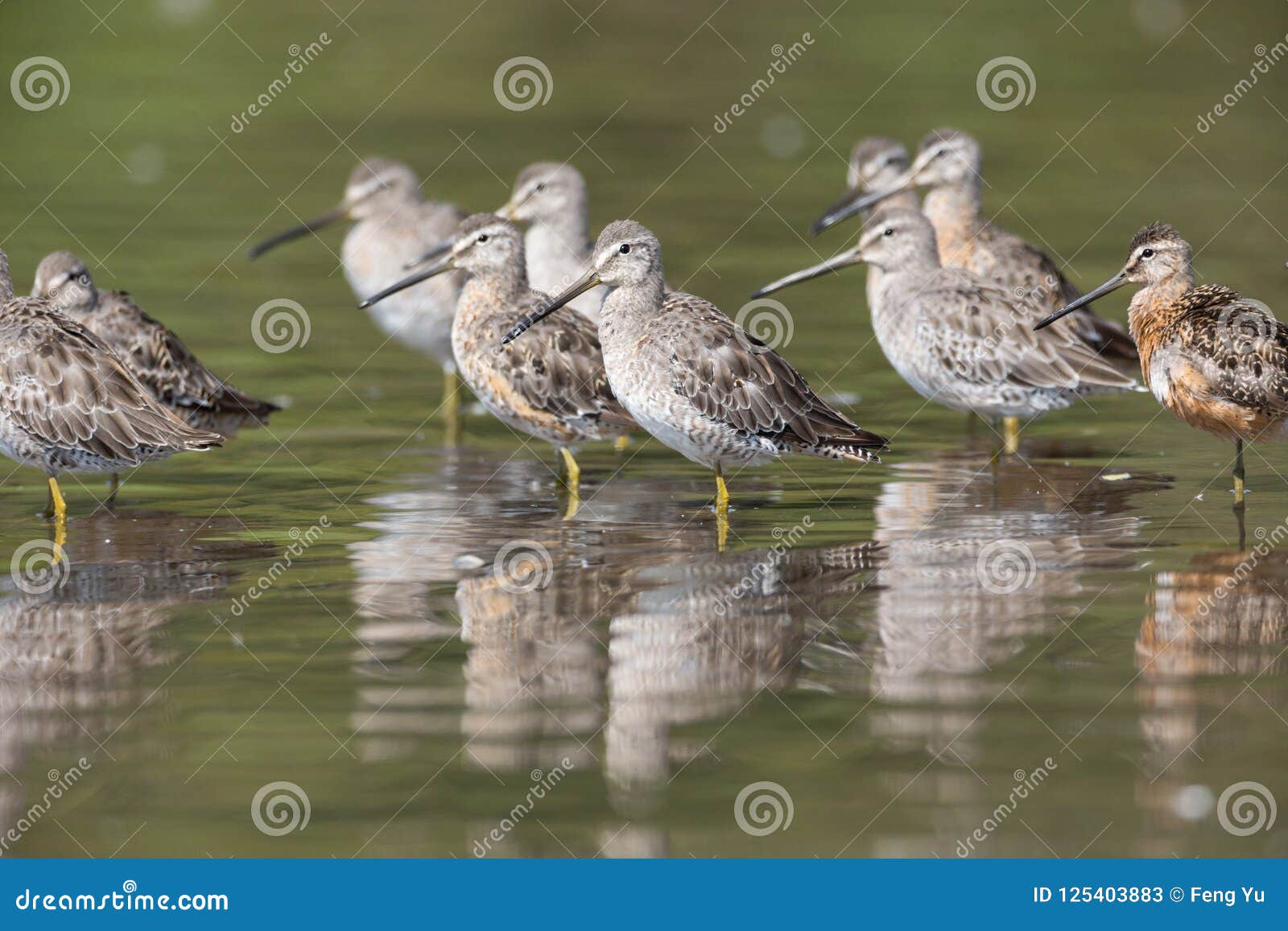Long billed dowitcher stock image. Image of dowitcher - 125403883