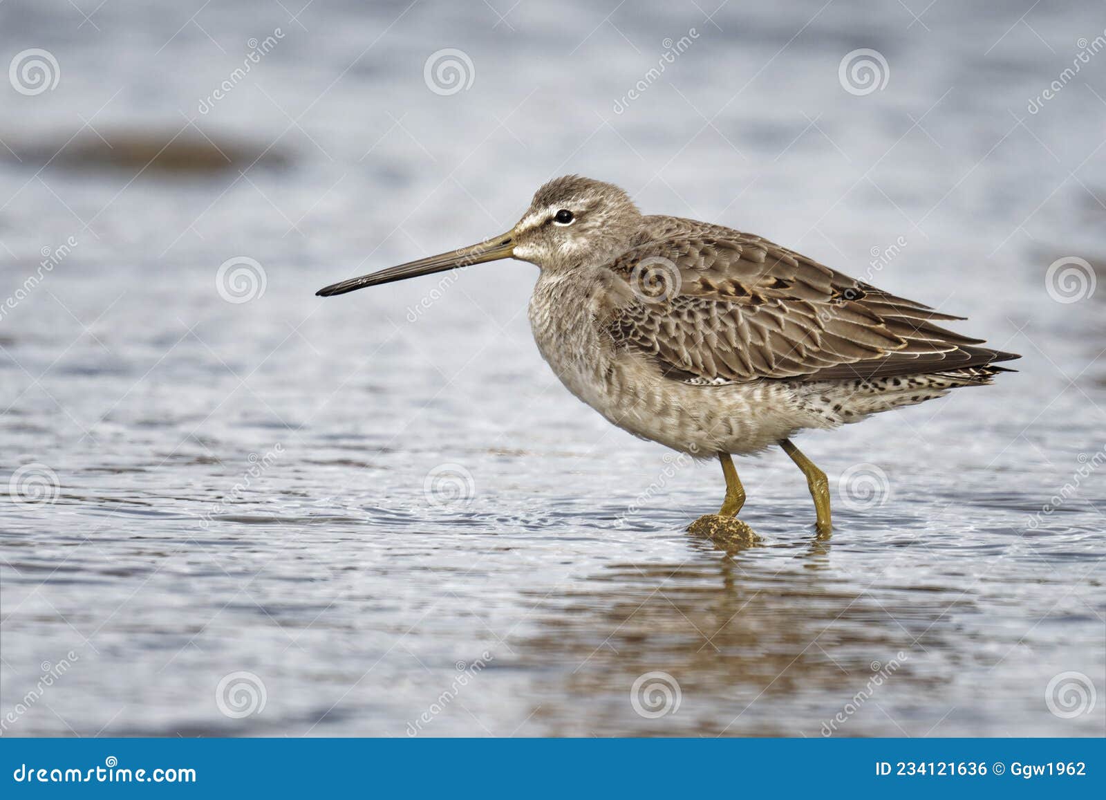 Long-billed Dowitcher stock photo. Image of feathers - 234121636