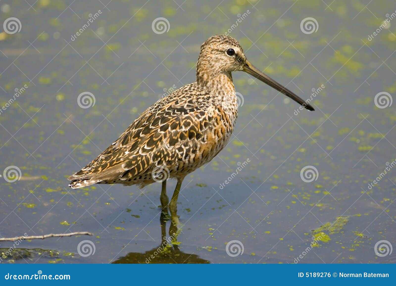 Long-billed Dowitcher Perched Stock Photo - Image of colorful ...