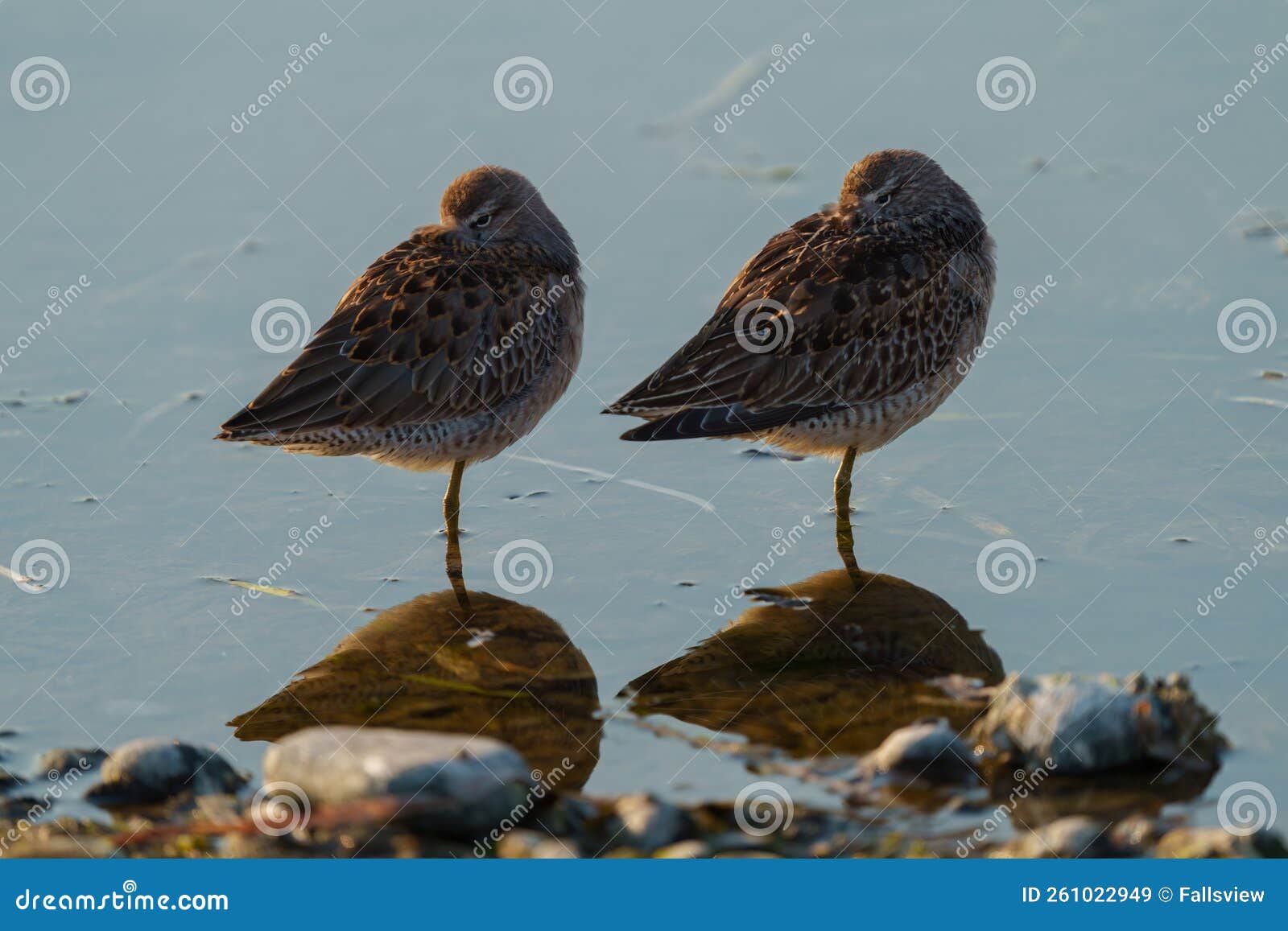 Long-billed Dowitcher Resting at Seaside Beach Stock Image - Image of ...