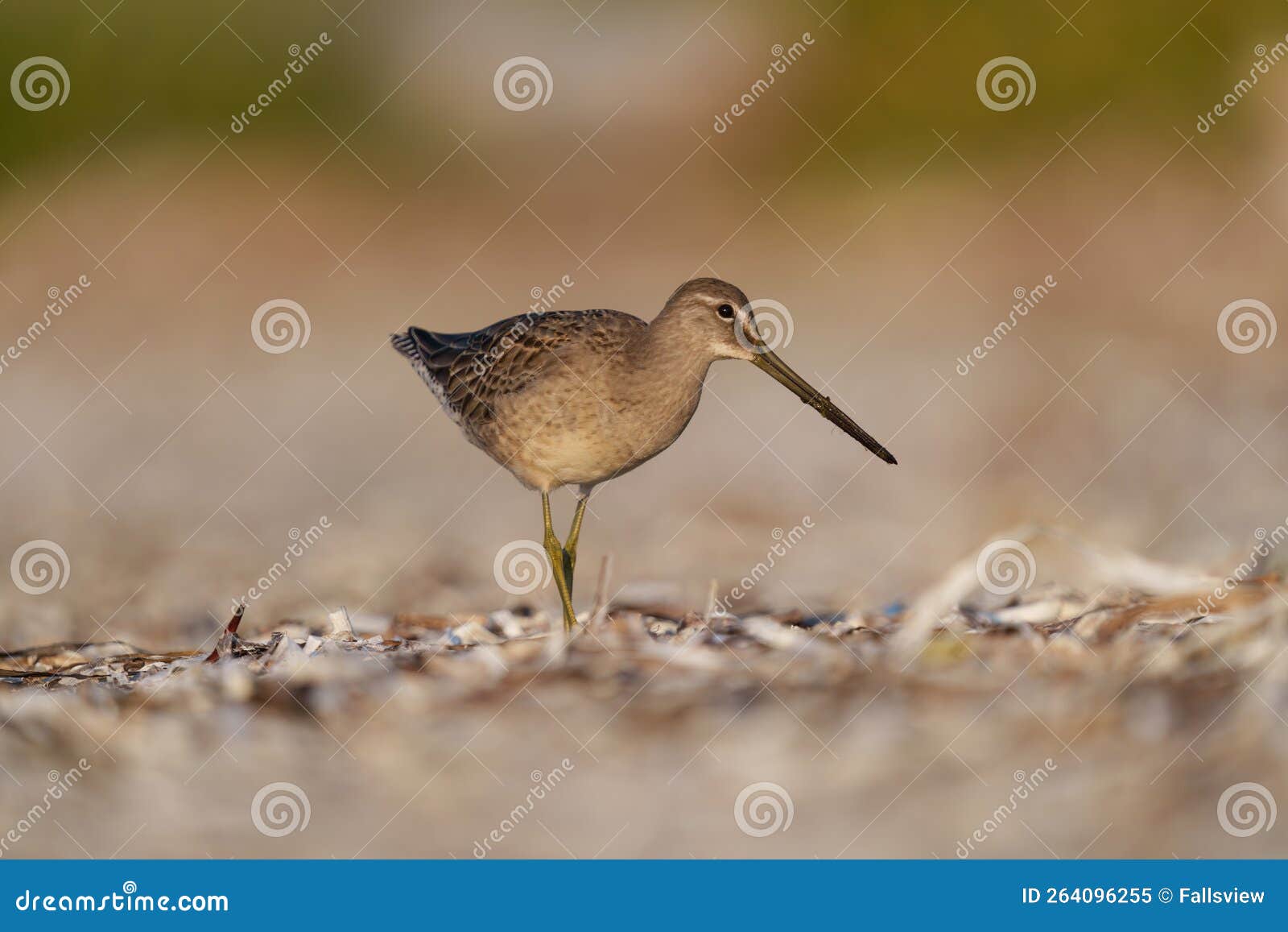 Long-billed Dowitcher Resting at Seaside Beach Stock Image - Image of ...