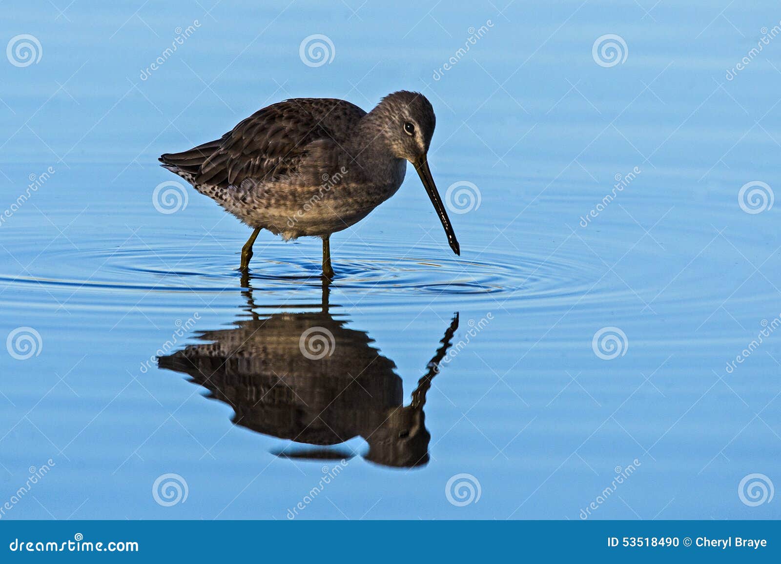 Long Billed Dowitcher stock photo. Image of wildlife - 53518490