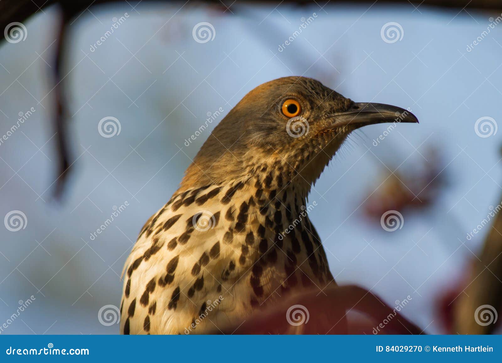 Long-billed Thrasher stock photo. Image of tree, animal - 84029270