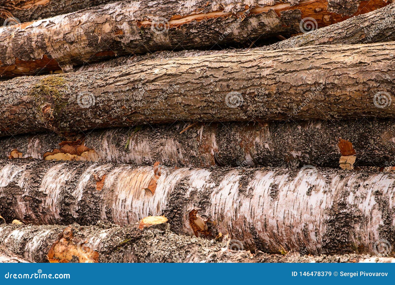 Long Birch Trunks Birch Linden Bark Coarse Brown White Wall Stack of ...