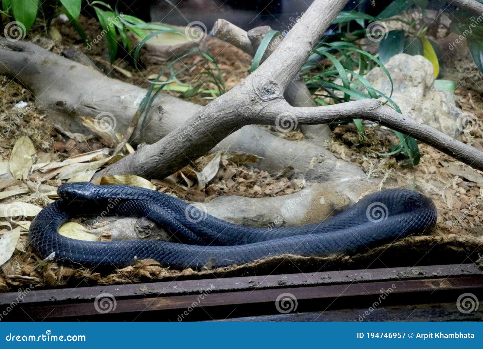 Long black snake stock image. Image of small, tropical - 194746957