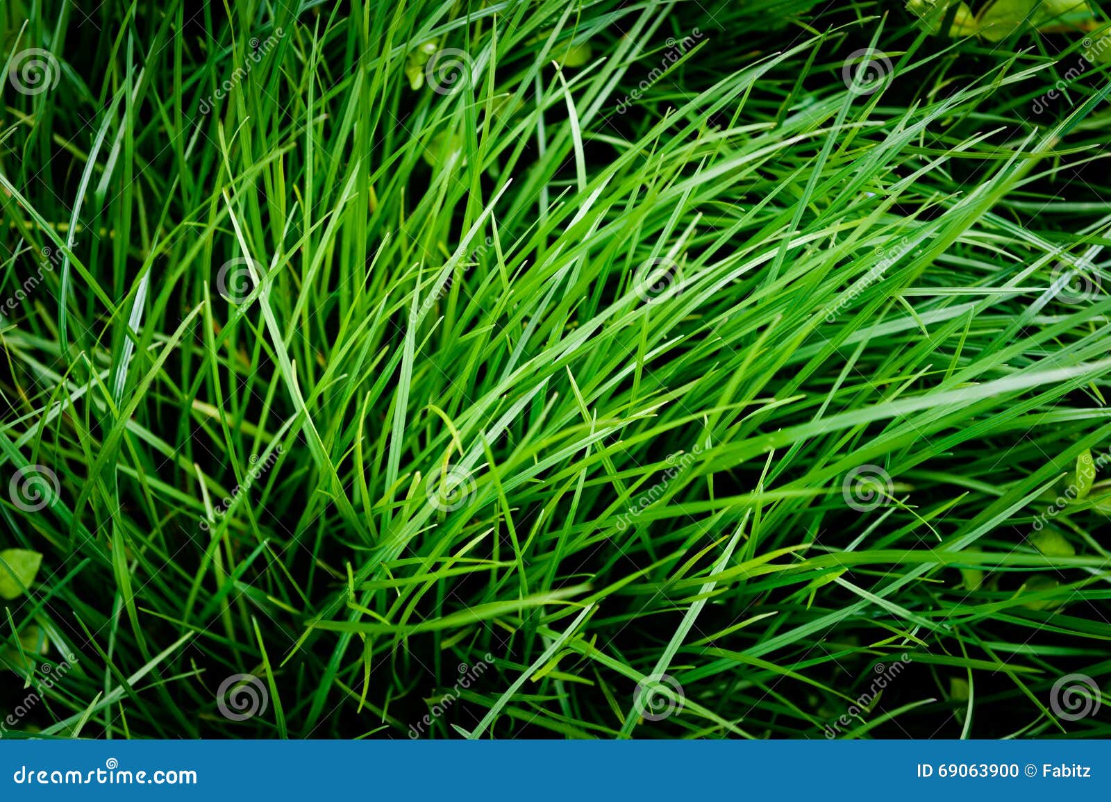 Long blades of fresh grass stock photo. Image of nature - 69063900