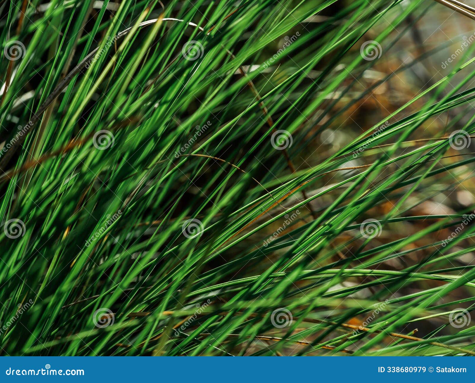 Long Blades of Grass are Overgrown Along the Walkway Stock Image ...