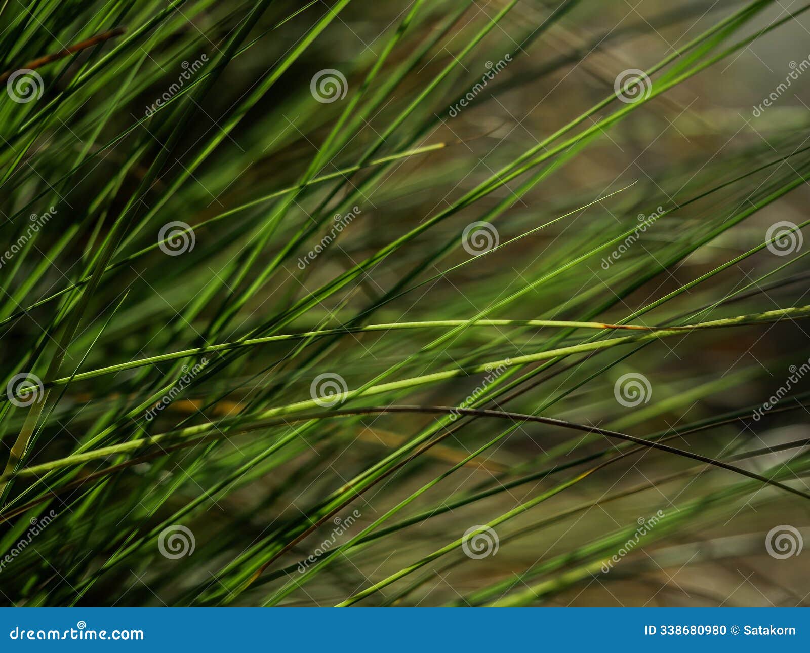 Long Blades of Grass are Overgrown Along the Walkway Stock Photo ...