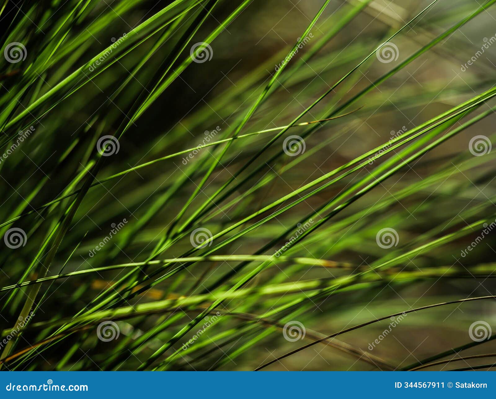 Long Blades of Grass are Overgrown Along the Walkway Stock Image ...