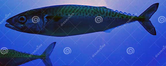 Long all blue fish stock image. Image of underwater - 146150799
