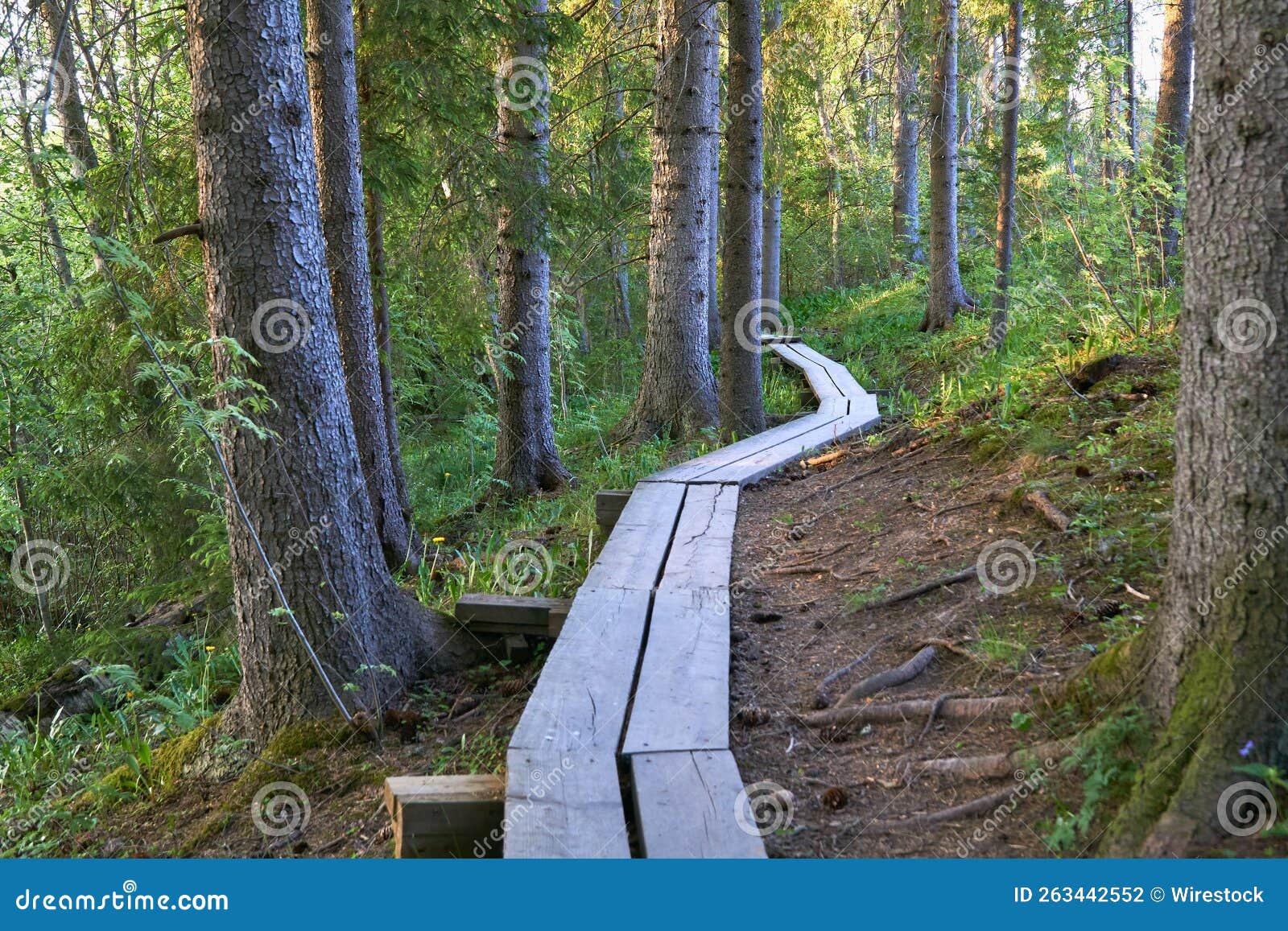 Long Boardwalk Footpath in a Forest Stock Photo - Image of snow ...