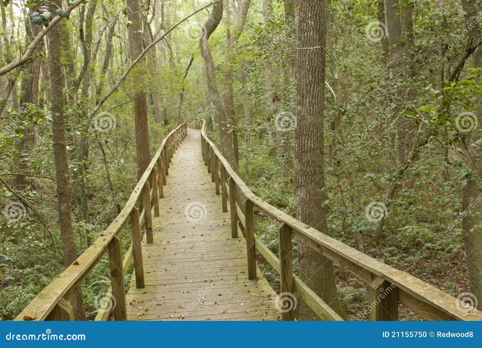 121 Boardwalk Curved Forest Stock Photos - Free & Royalty-Free Stock ...