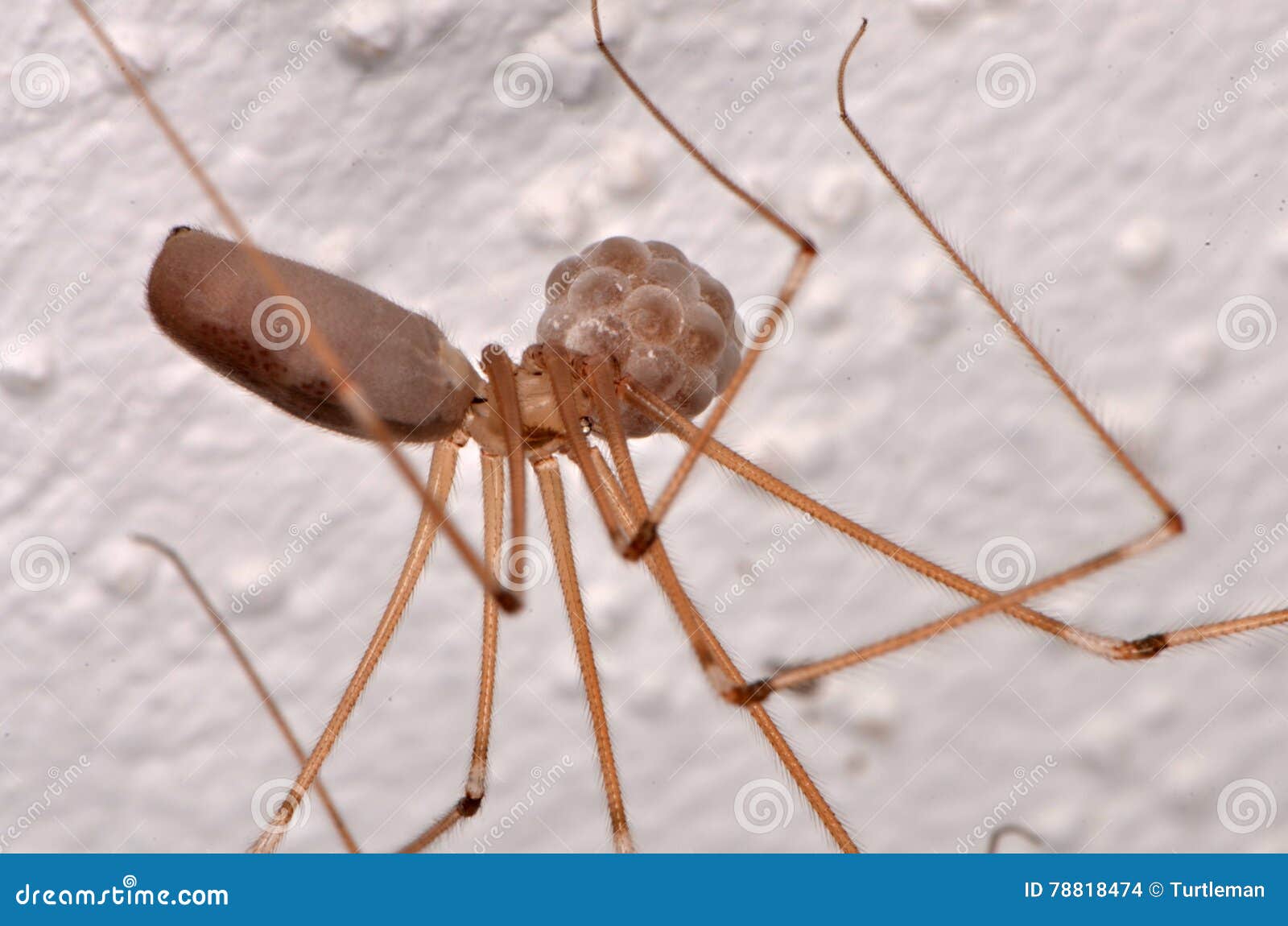 Long-bodied Cellar Spider (Pholcus Phalangioides) Stock Photo - Image ...