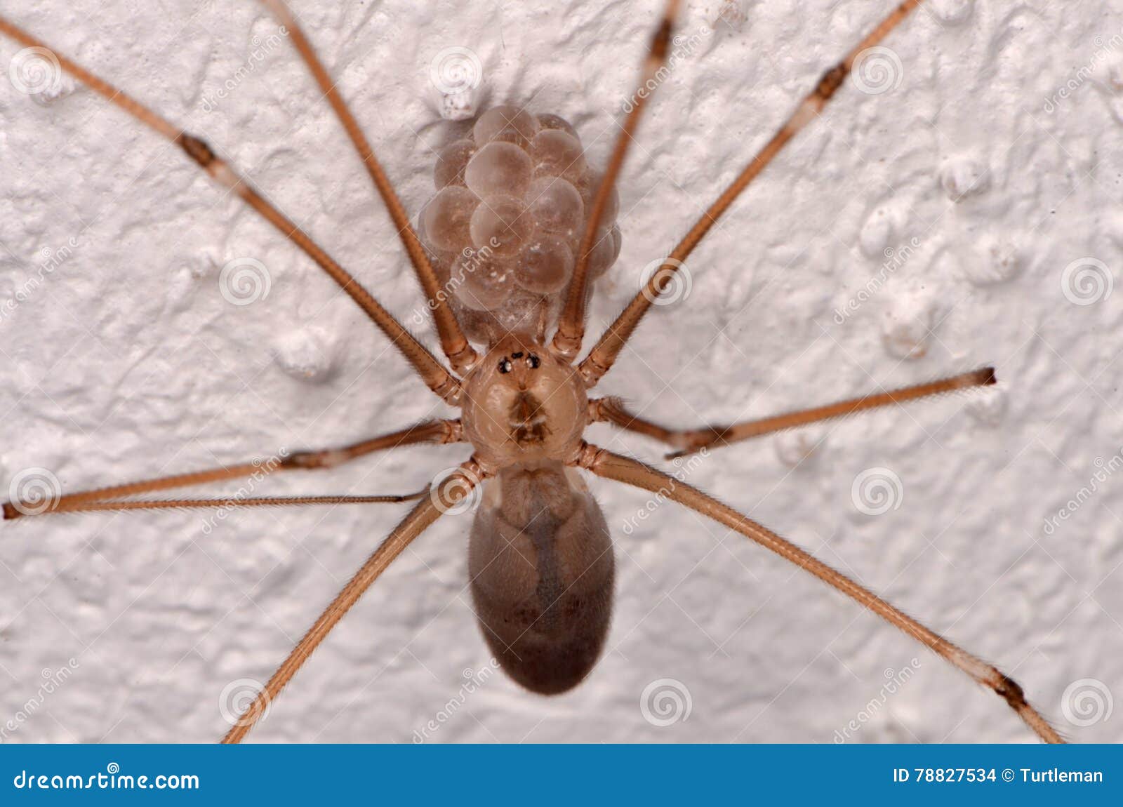 Long bodied cellar spider pholcus phalangioides - mensgame