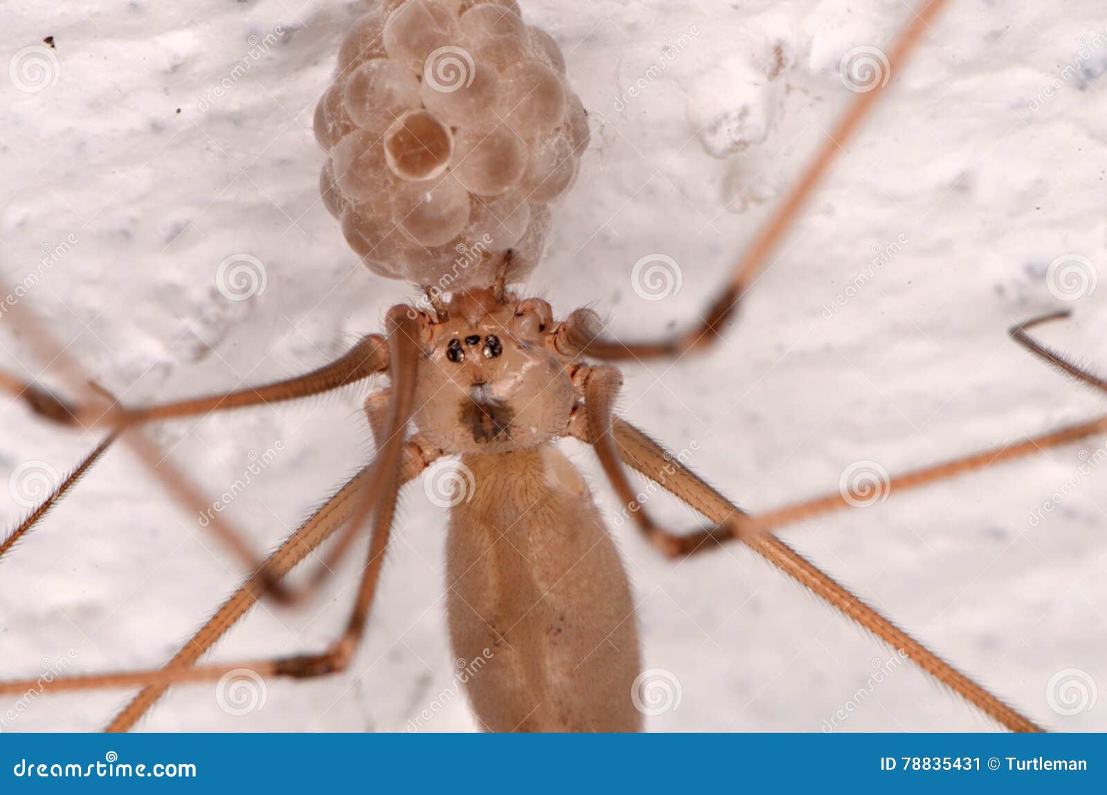 Long-bodied Cellar Spider (Pholcus Phalangioides) Stock Image - Image ...