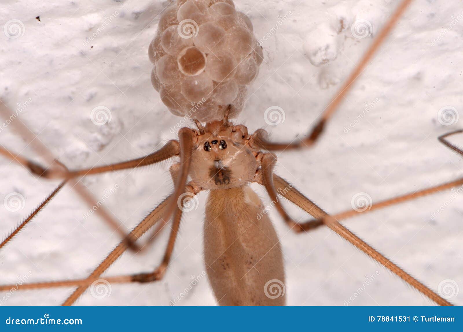 Long bodies cellar spider - foptmin