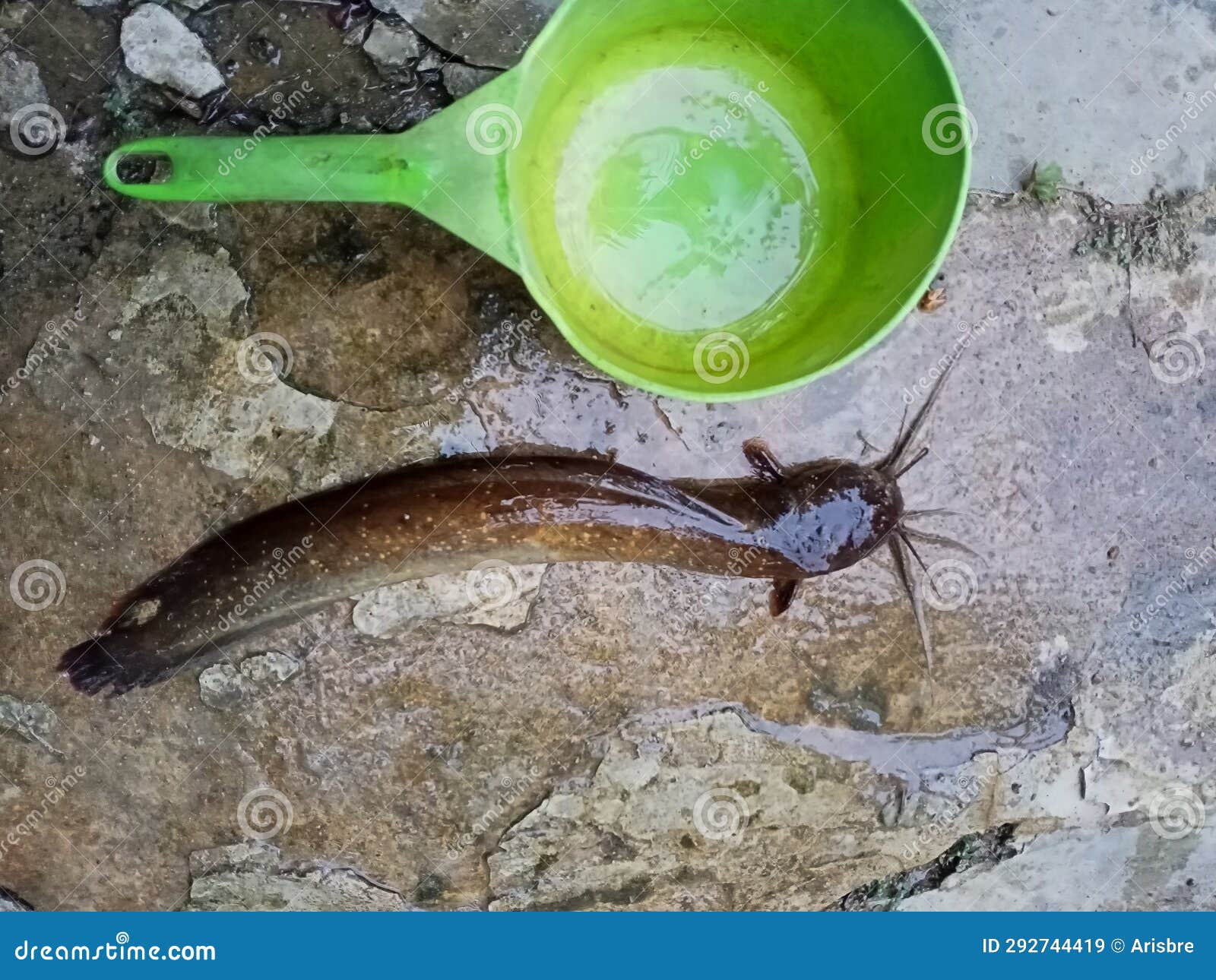 Long-bodied Limbfish are Widespread in Southeast Asia Stock Image ...