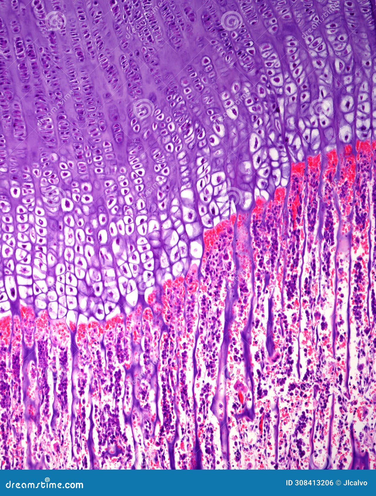 Small Intestine. Paneth Cells Stock Photo - Image of histology ...