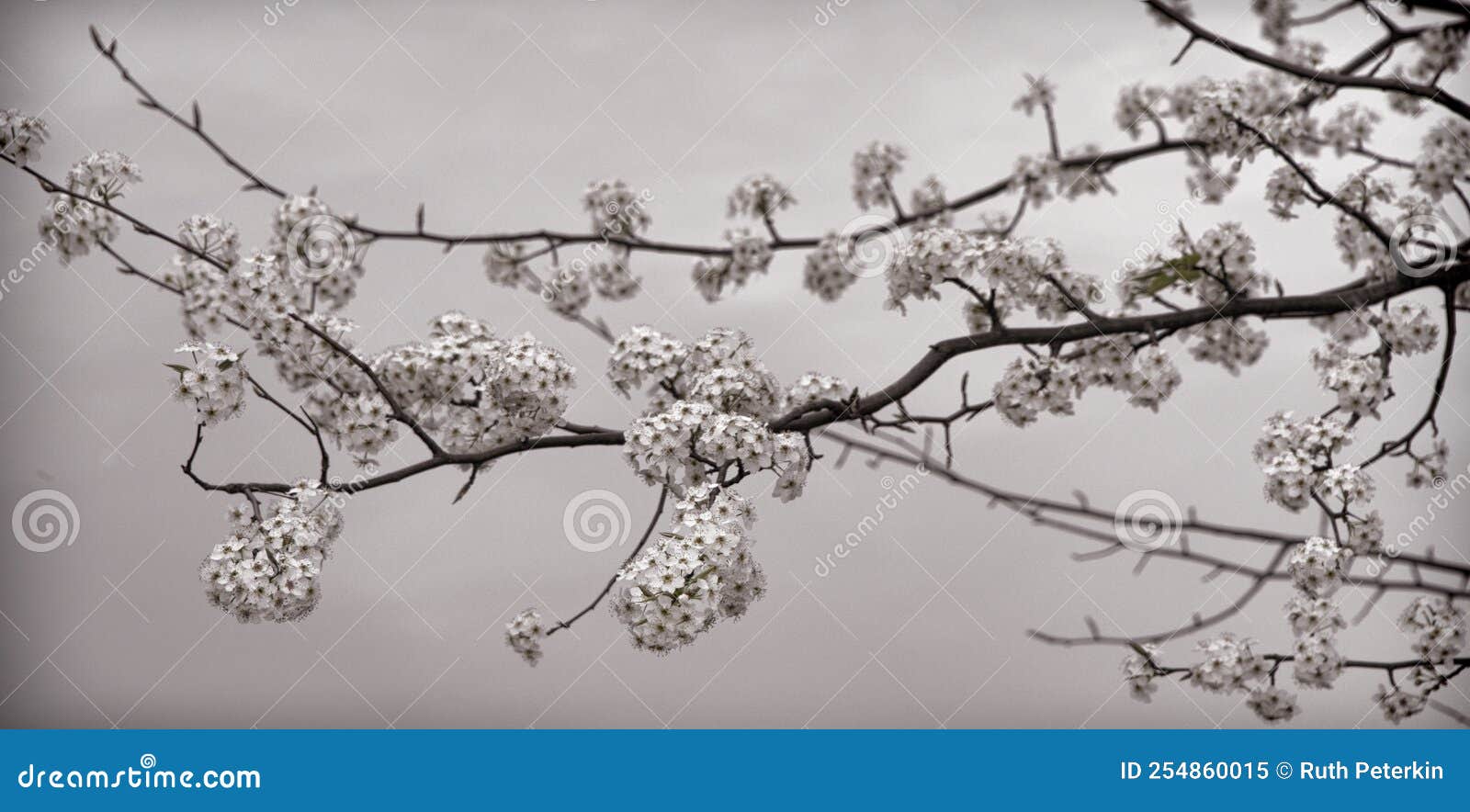 Long Branch from Cherry Blossom Tree Stock Image - Image of outdoors ...