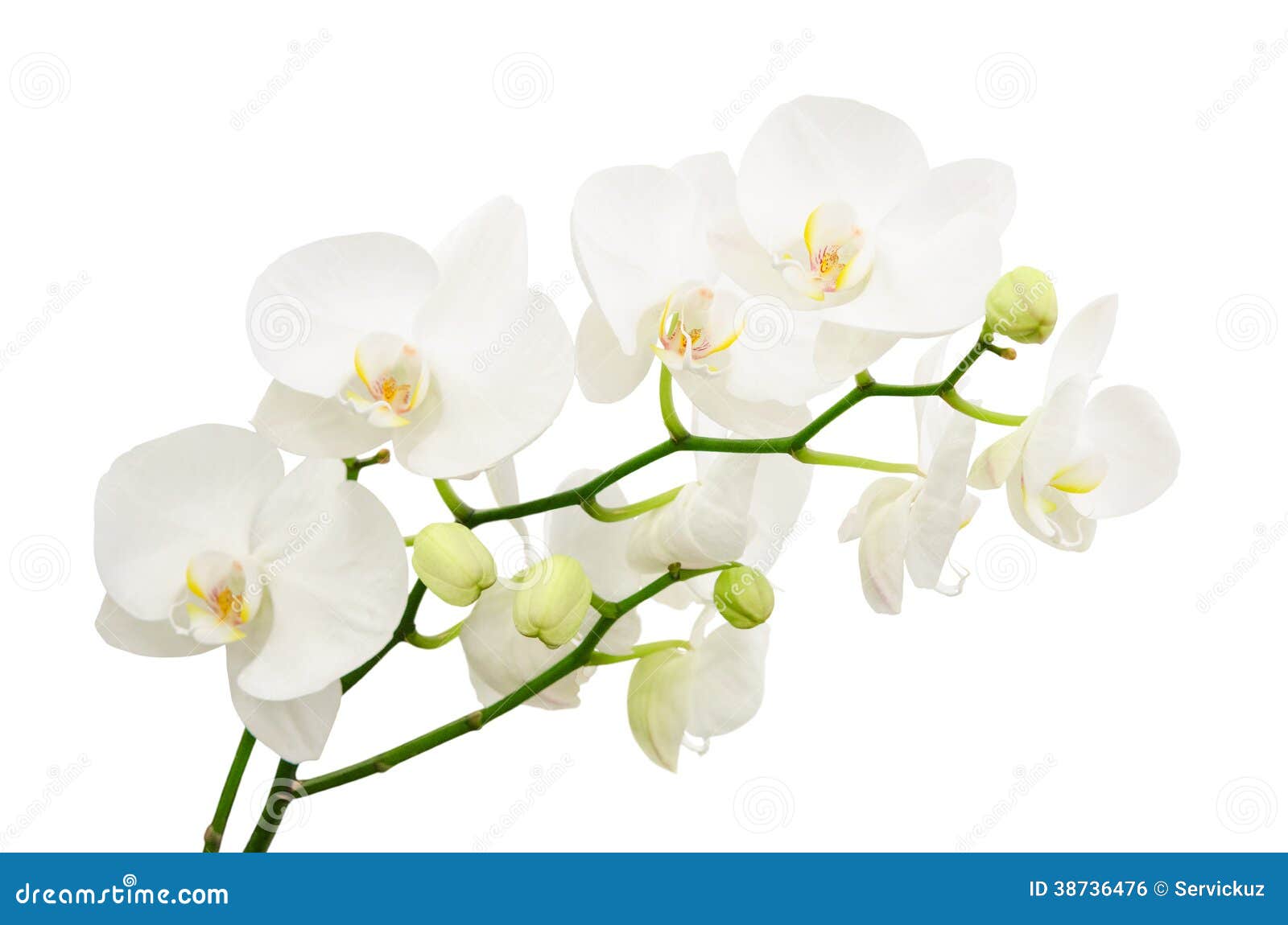 Long Branches of Bouquet Delicate White Orchid Stock Photo - Image of ...