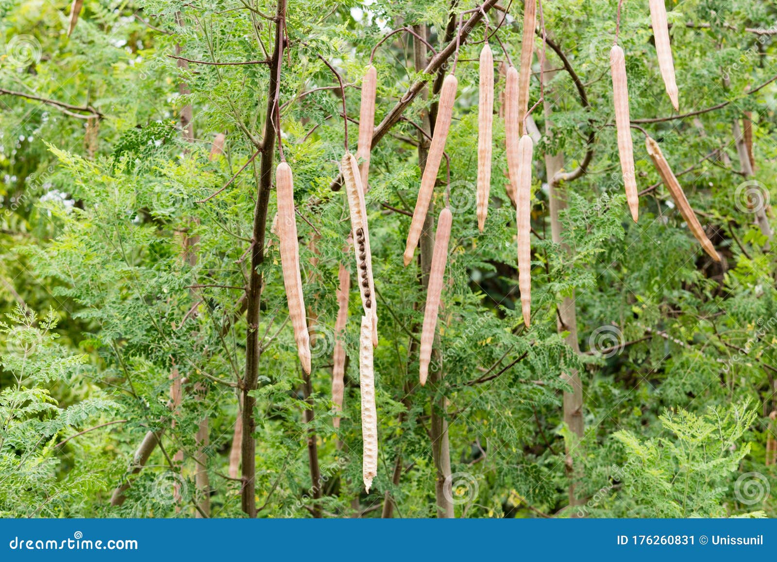 Hanging Branches with Seeds of a Tree Stock Image - Image of background ...