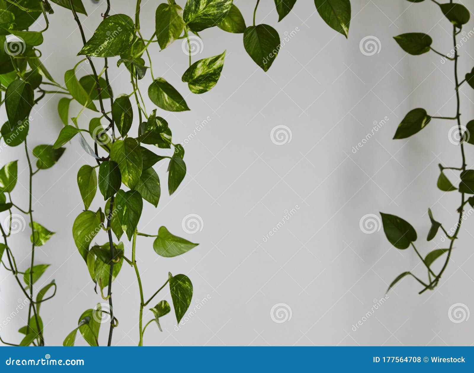 Long Branches of Plant Hanging Behind a White Wall Stock Photo - Image ...