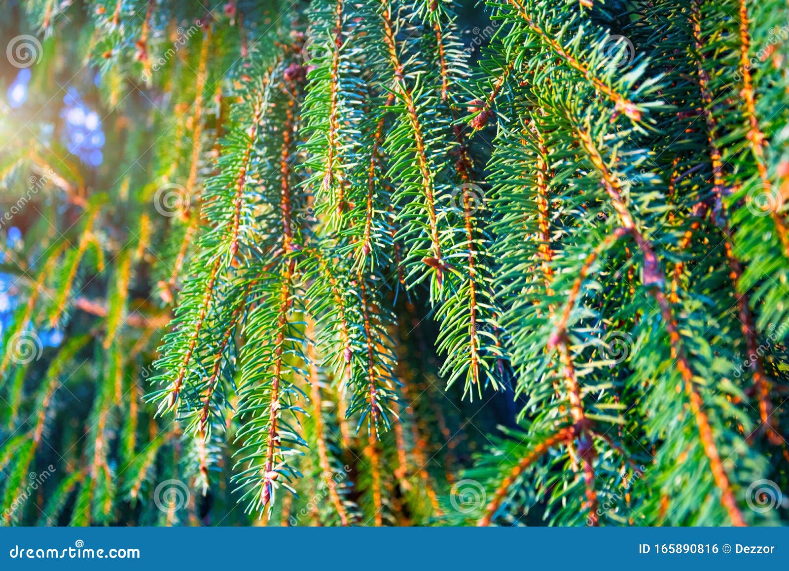 Long Branches of Spruce Hanging from Green Needles, Close View Stock ...