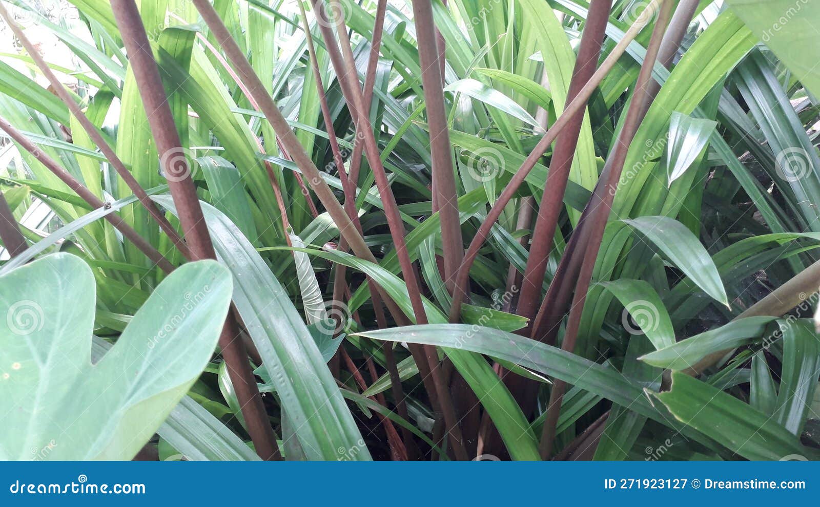 Long brown taro stems stock image. Image of soil, leaf - 271923127