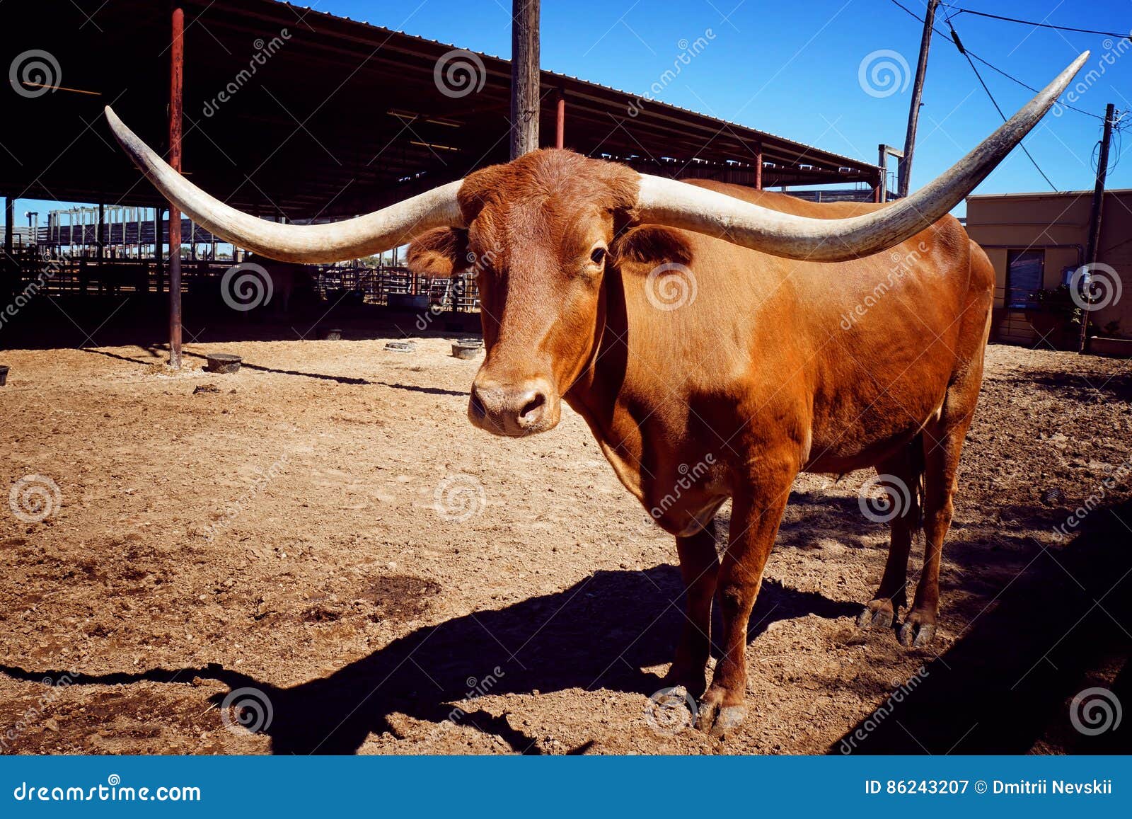 Long buffalo horn stock image. Image of beef, alberta - 86243207