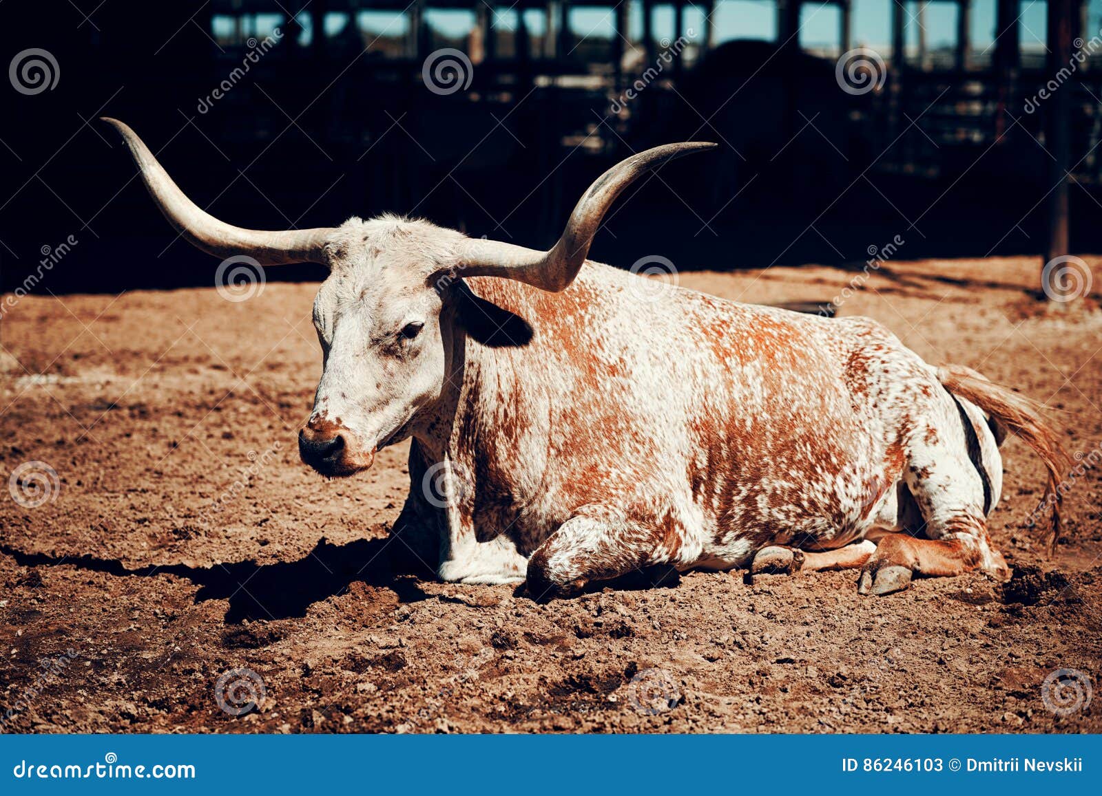 Long buffalo horn in Texas stock image. Image of longhorn - 86246103
