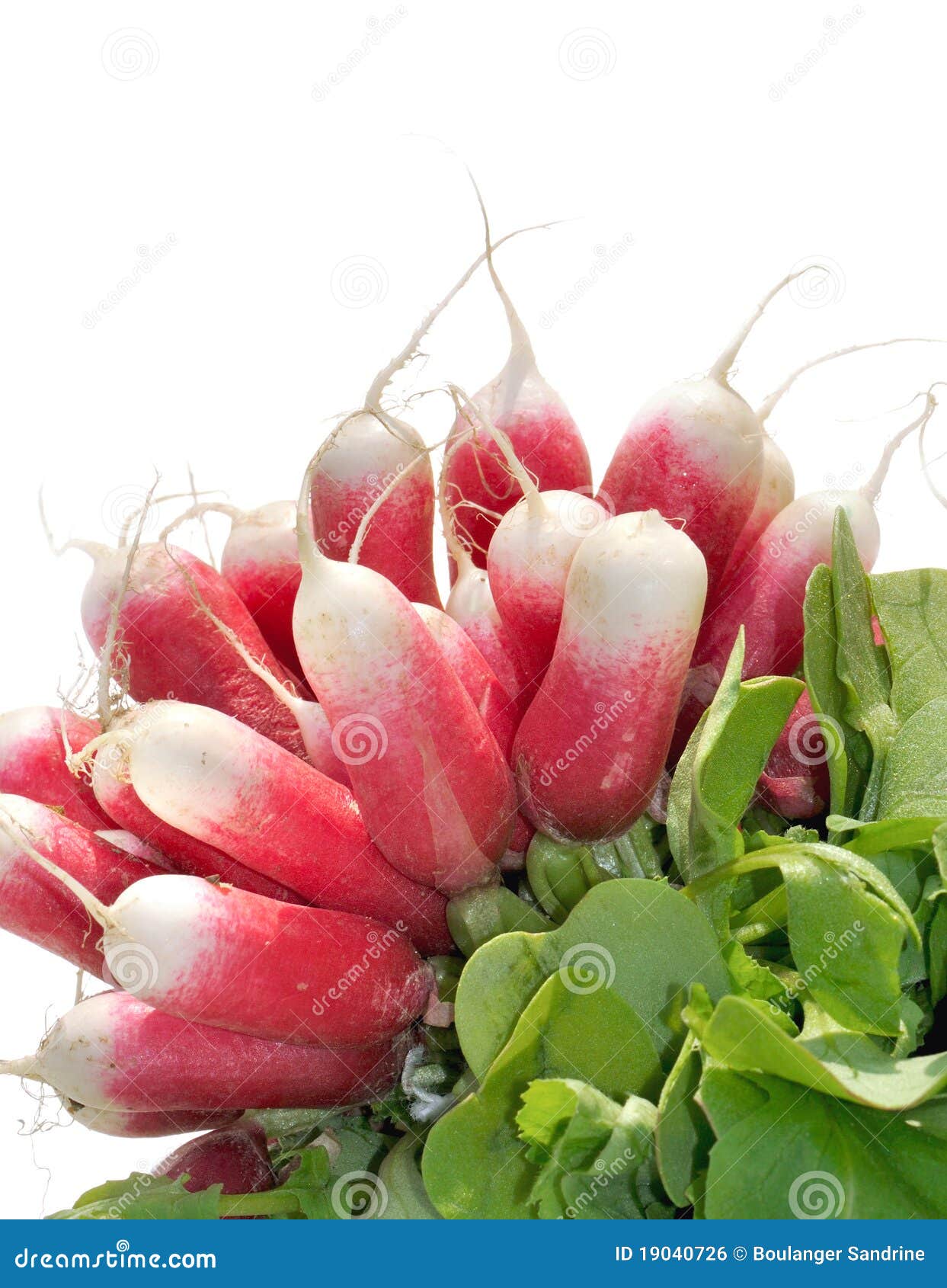 Long bunch of radishes stock photo. Image of harvest - 19040726