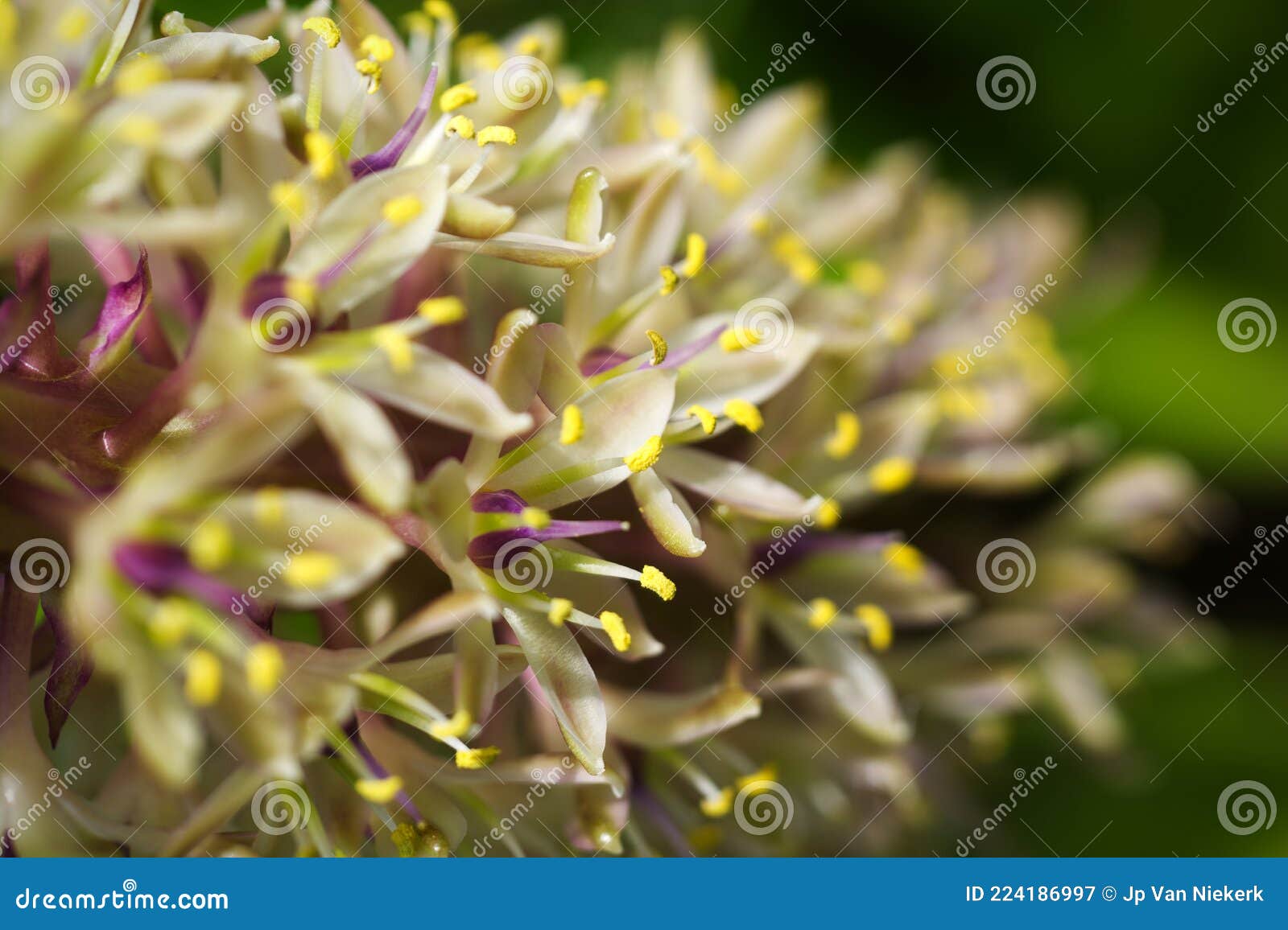 Close-up Dasylirion Wheeleri Flowers in Full Bloom Stock Image - Image ...