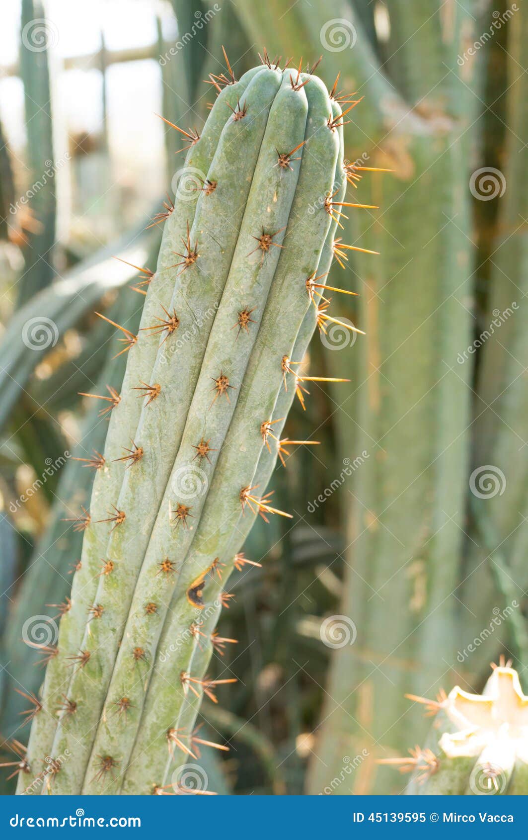 Long cactus stock image. Image of eating, peniocereus - 45139595