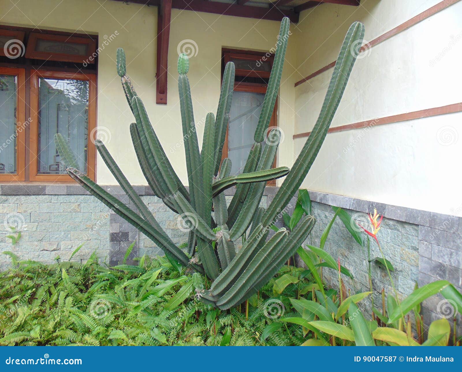 Long cactus plant stock image. Image of green, cactus - 90047587