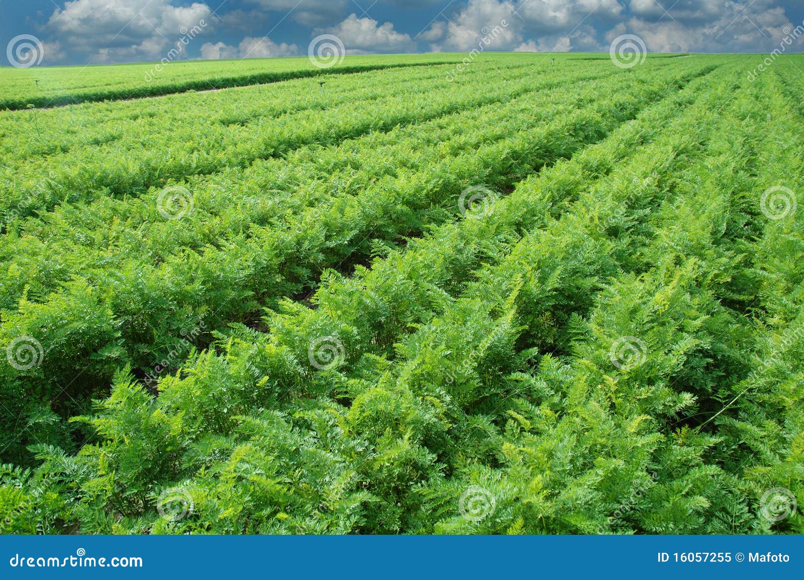 Long carrot field stock image. Image of nature, carrot - 16057255