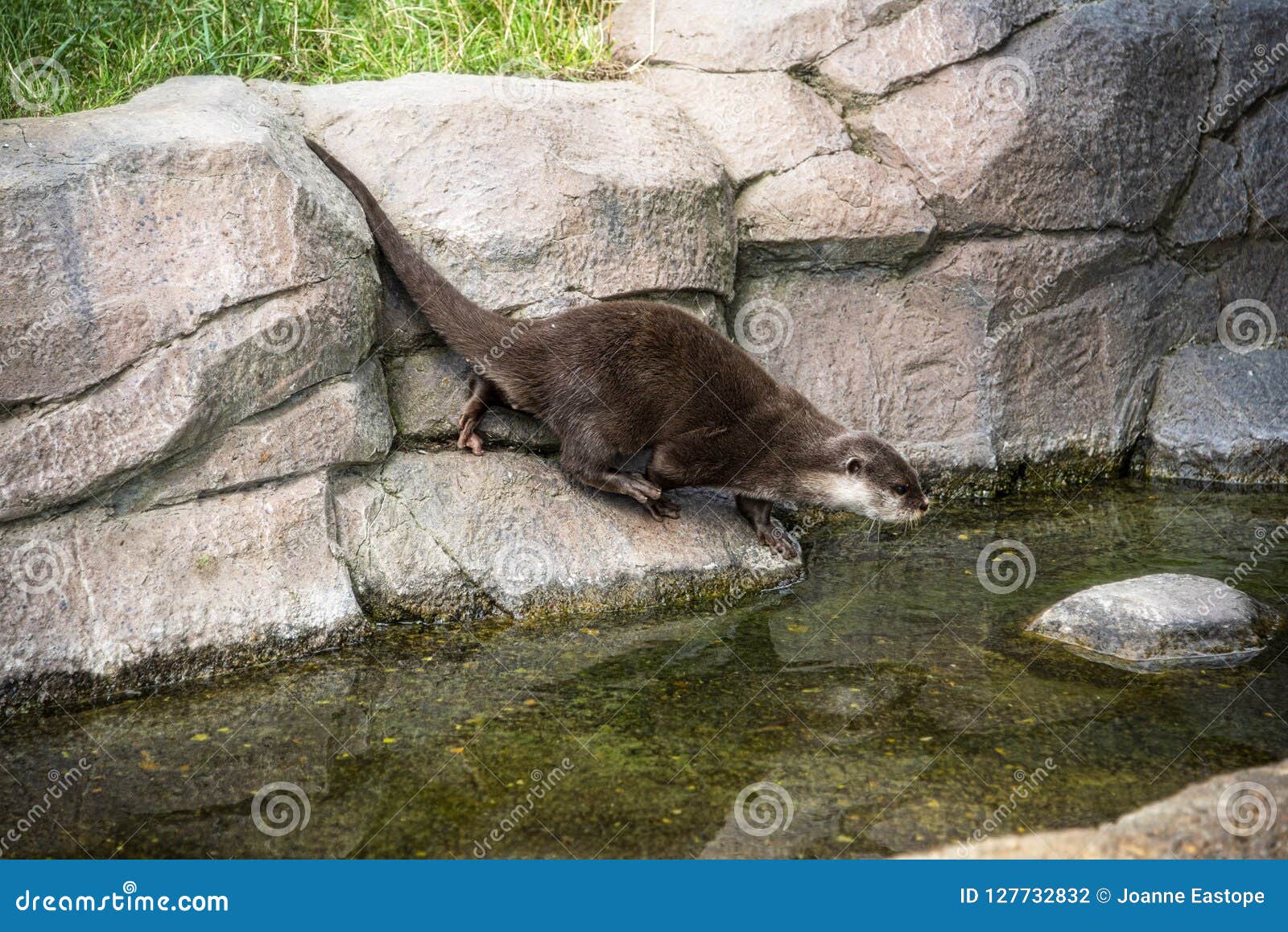 Long Clawed Otter in Captivity Stock Photo - Image of bath, outdoors ...