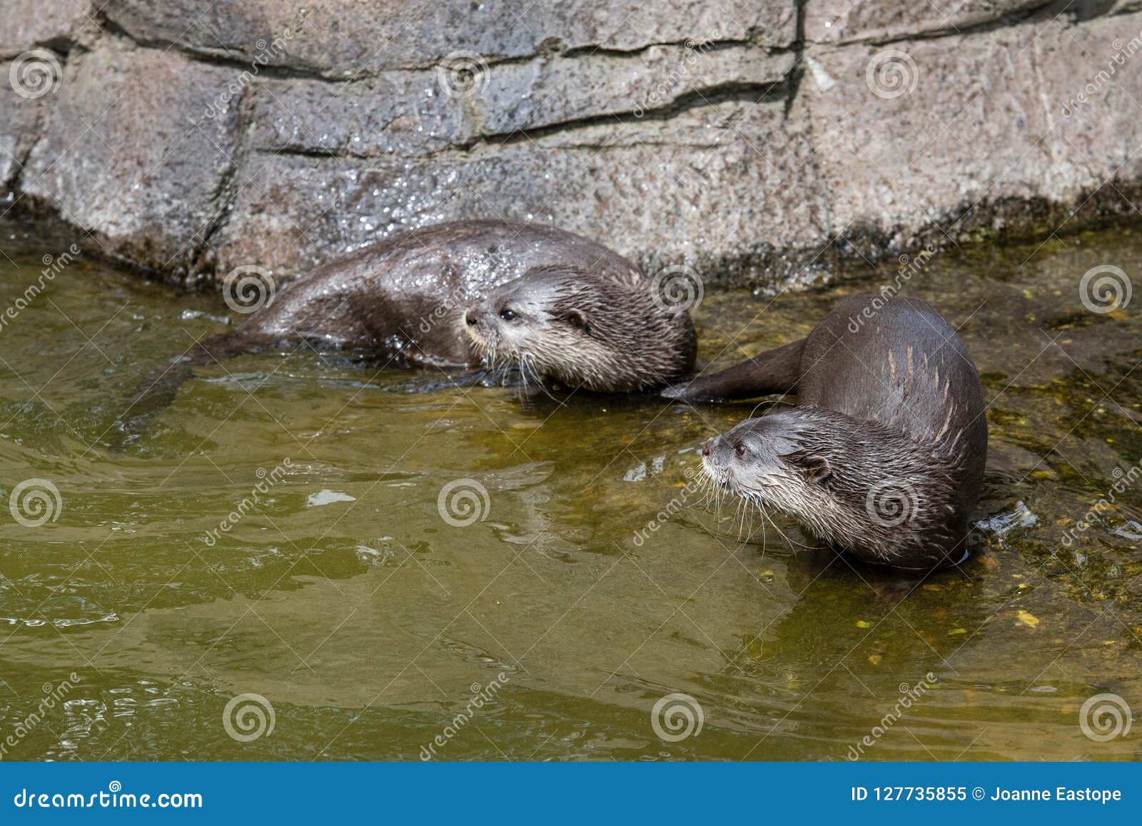 Long Clawed Otter Pair in Captivity Stock Image - Image of animal ...