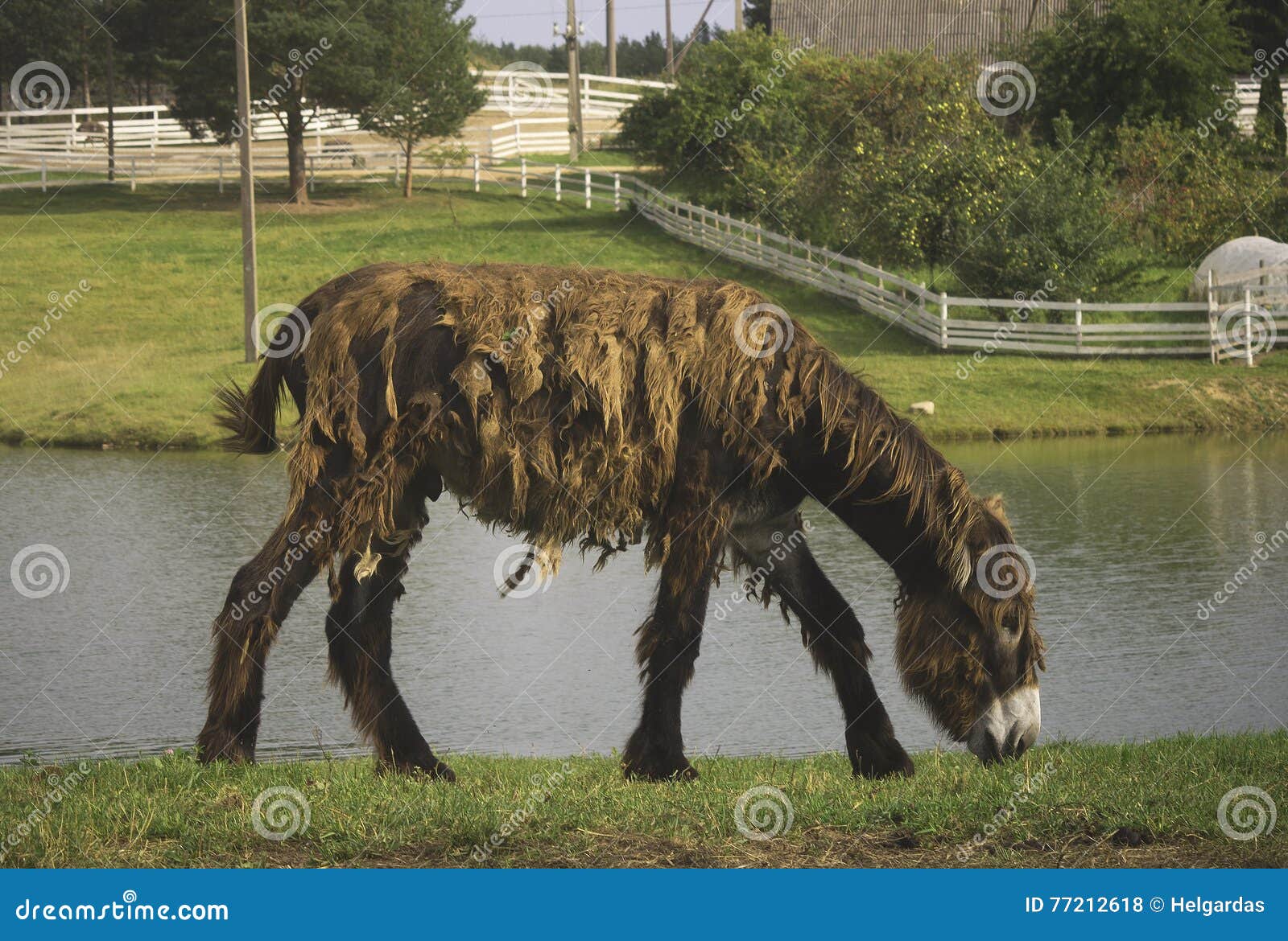 Long coated donkey stock photo. Image of lithuania, coated - 77212618