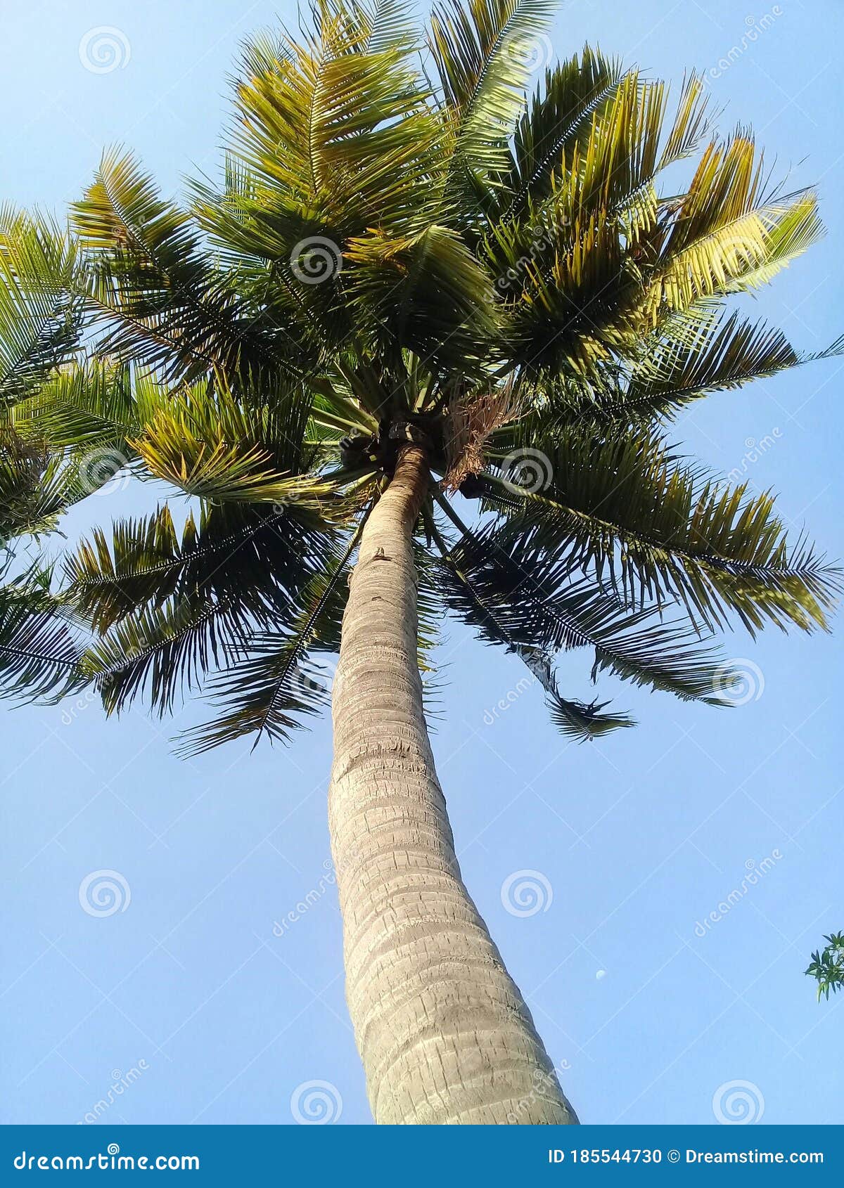 Long coconut tree stock photo. Image of long, green - 185544730