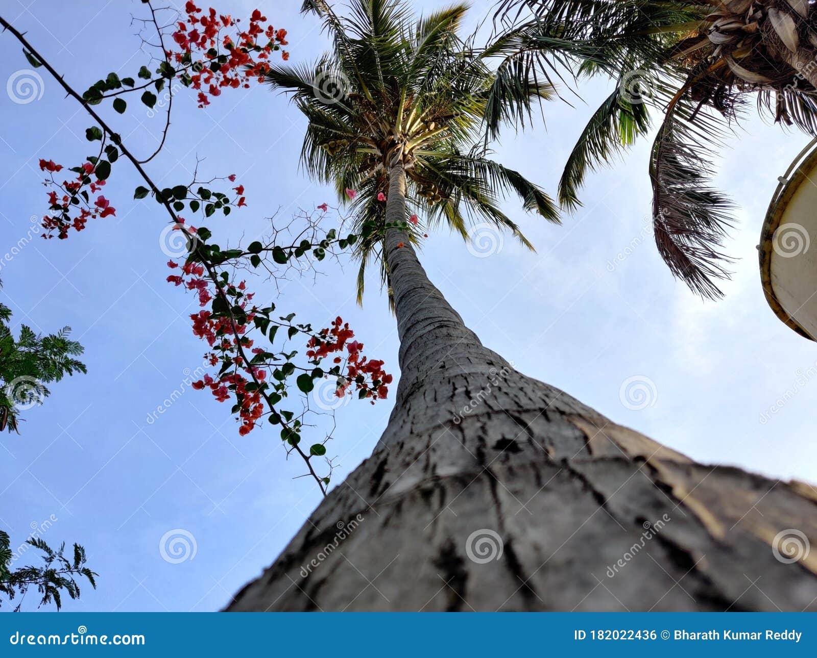 A Long Coconut Tree with Long Trunk Stock Photo - Image of jungle ...