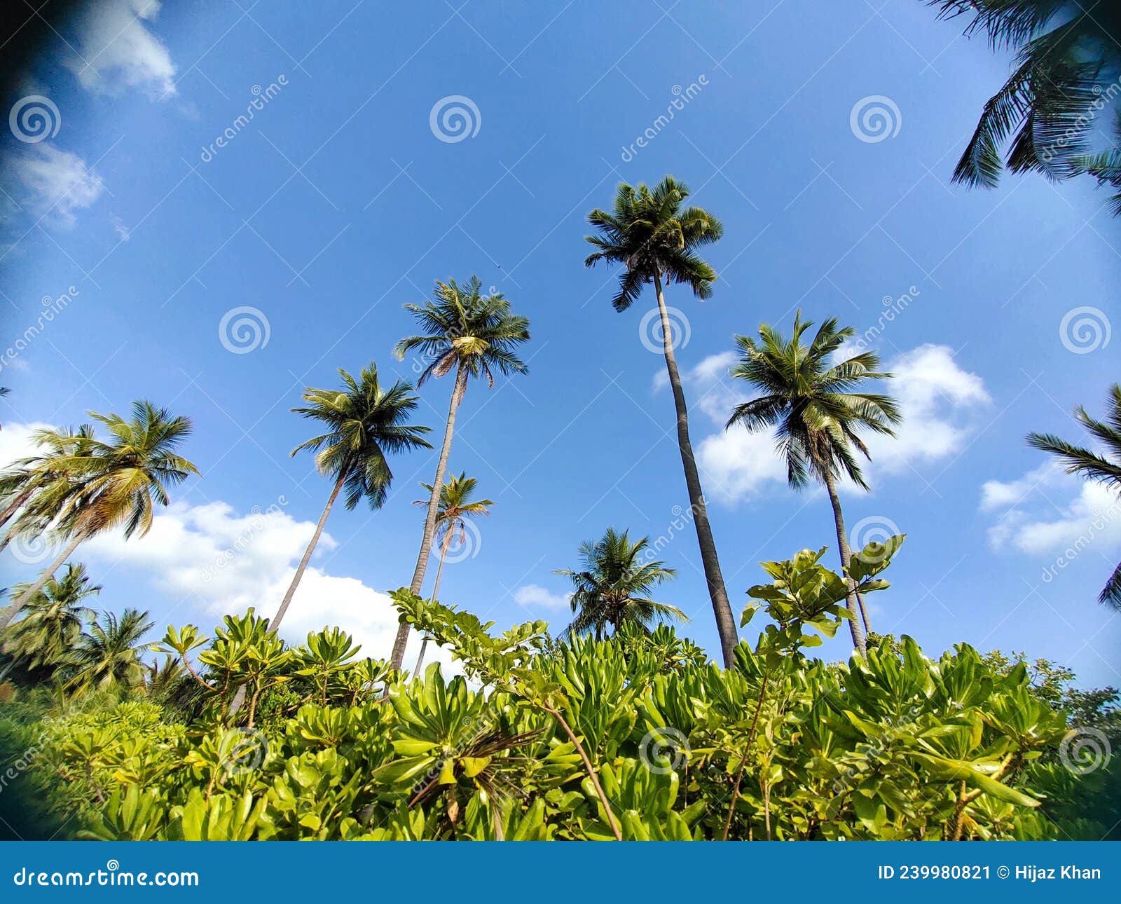 Long coconut trees stock image. Image of tree, plant - 239980821
