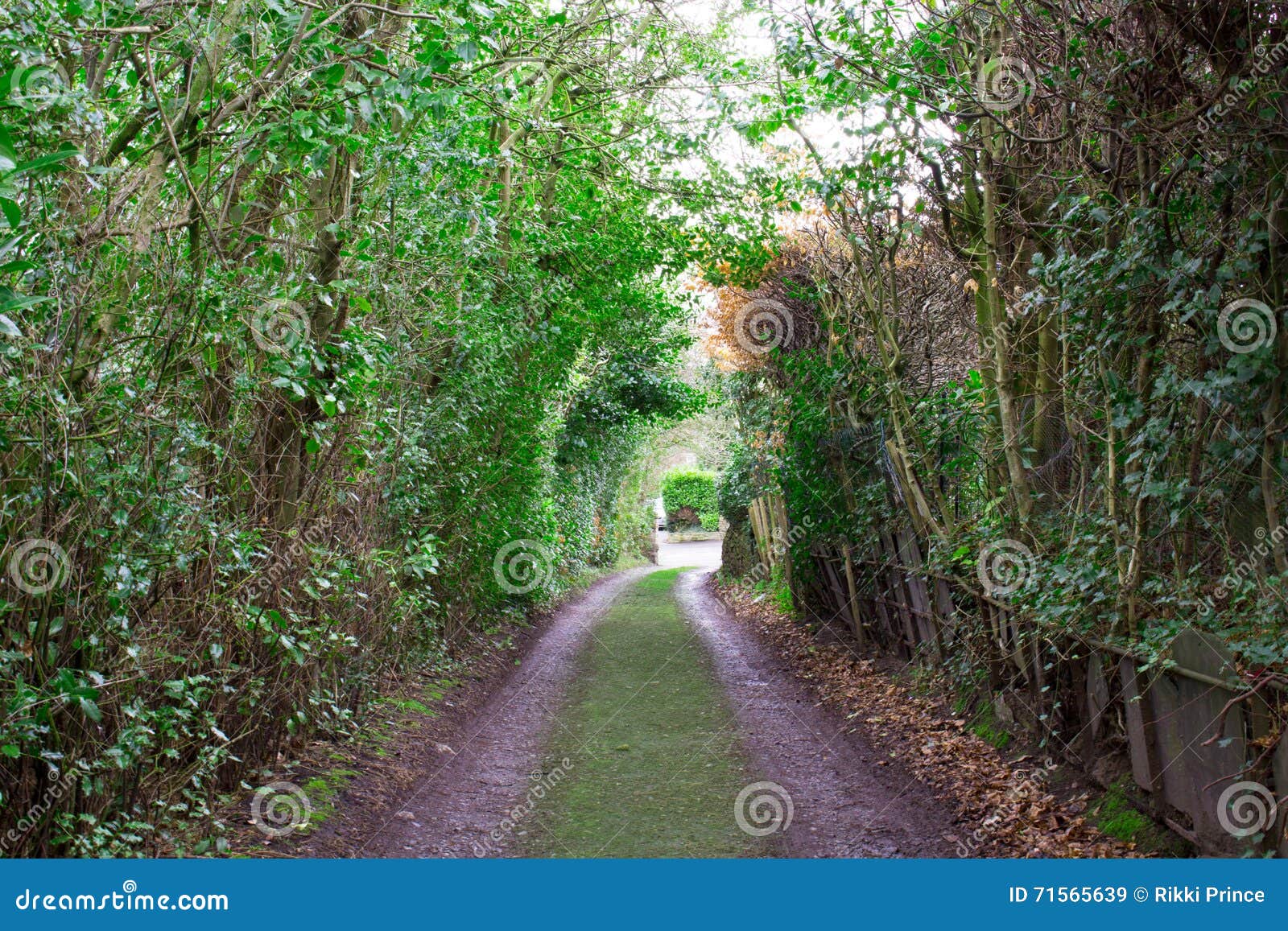 Long Colourful Detailed Overgrown Pathway Stock Image - Image of pebble ...