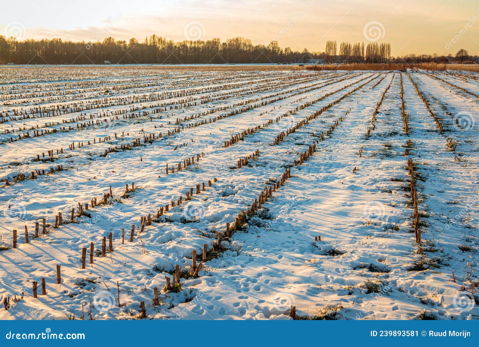Long Converging Rows of Corn Stubble in the Snow Stock Image - Image of ...