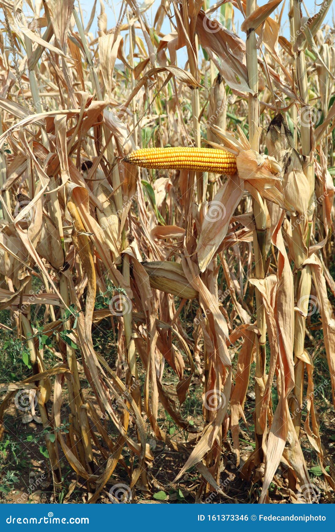 Long Corn Cob in Horizontal Position with Seeds Stock Photo - Image of ...